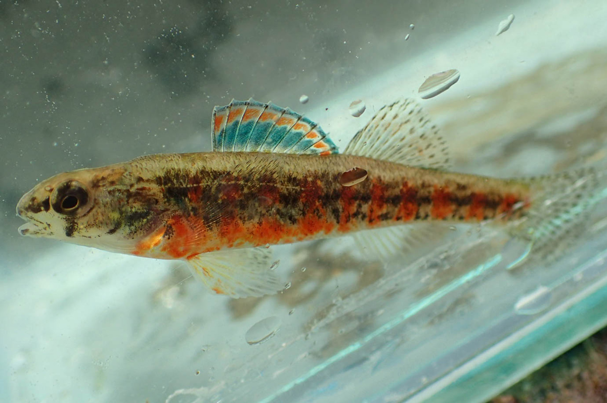 Preventing Roadblocks – Prairie Research Institute