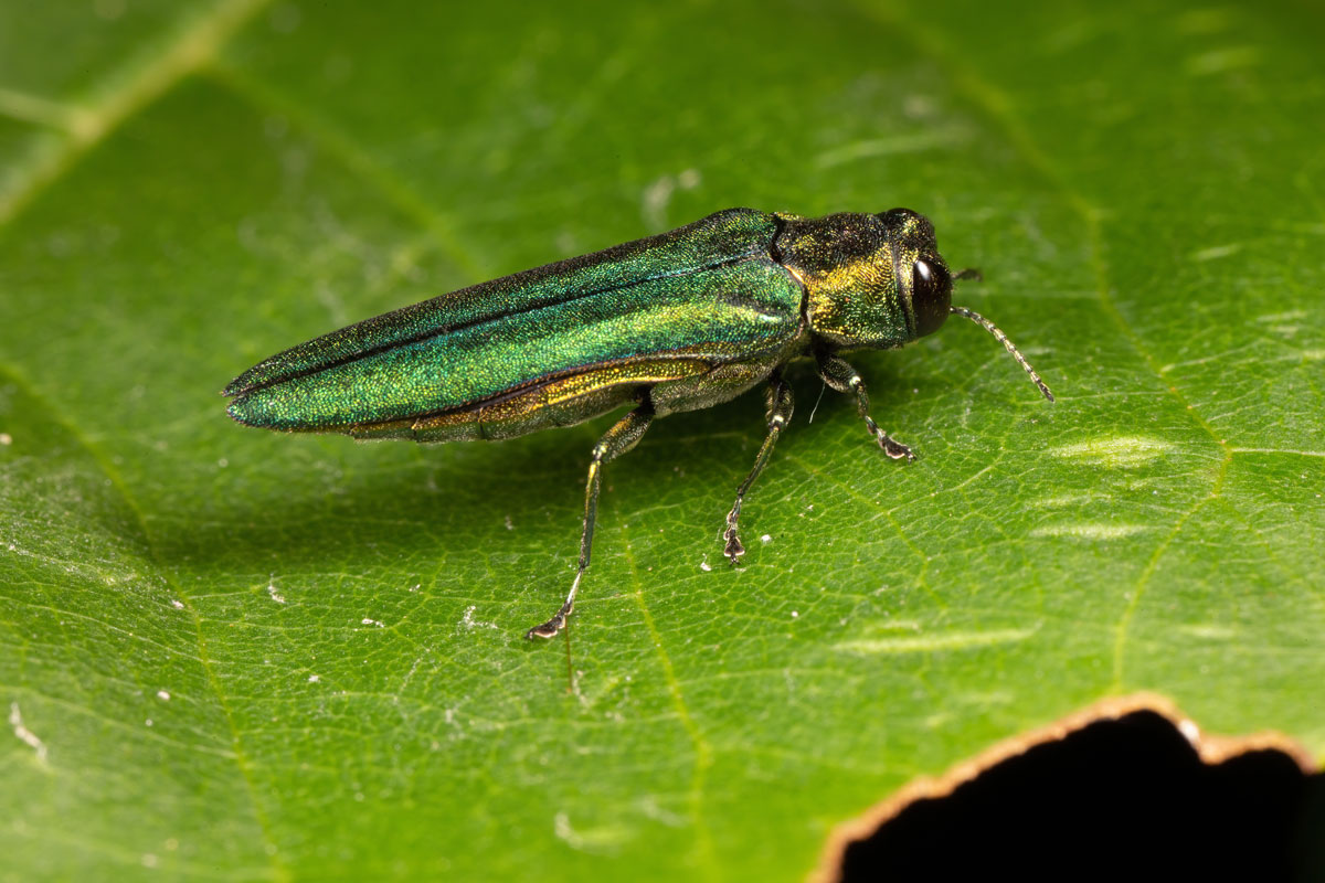 Invasive species investigations – Prairie Research Institute