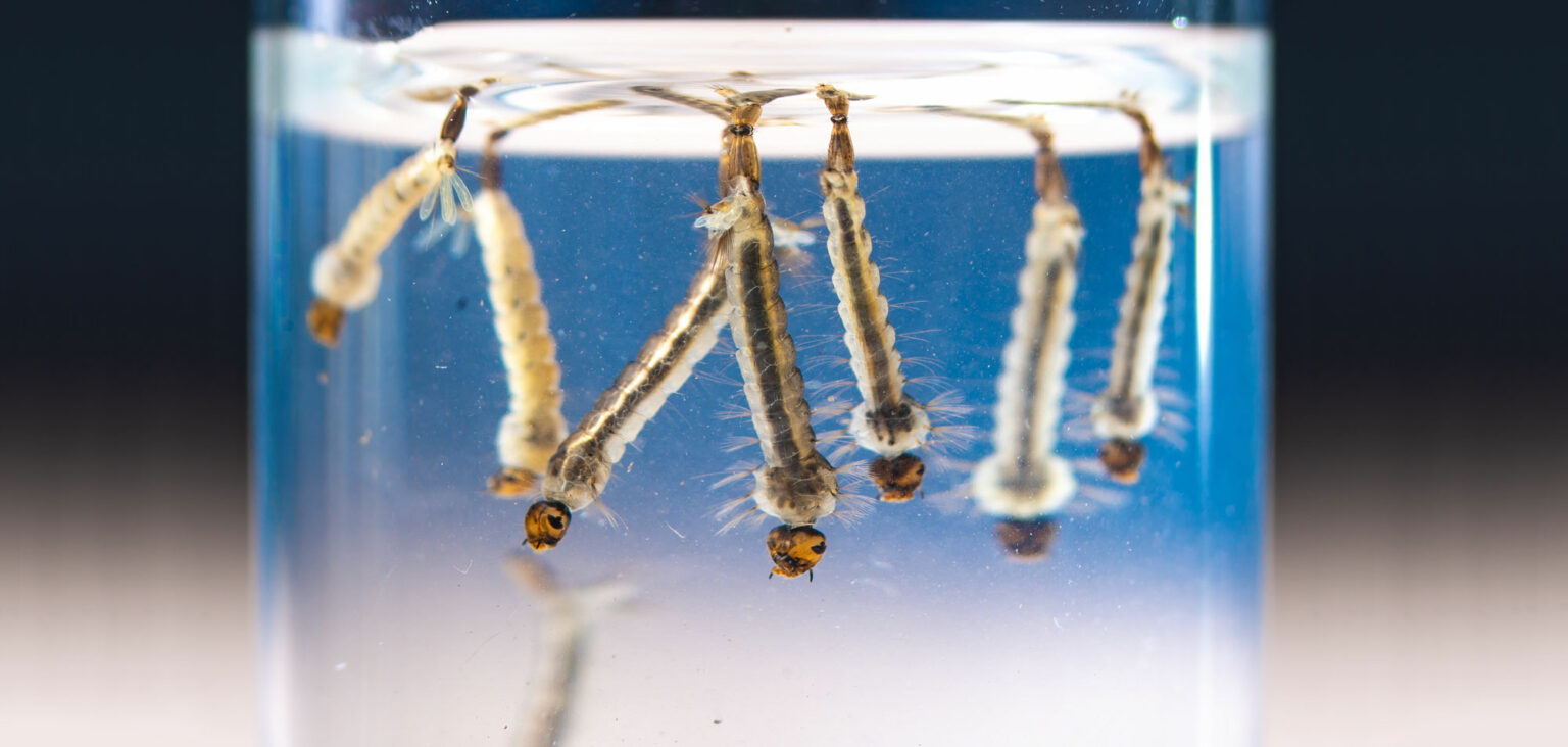 Invasive species investigations – Prairie Research Institute