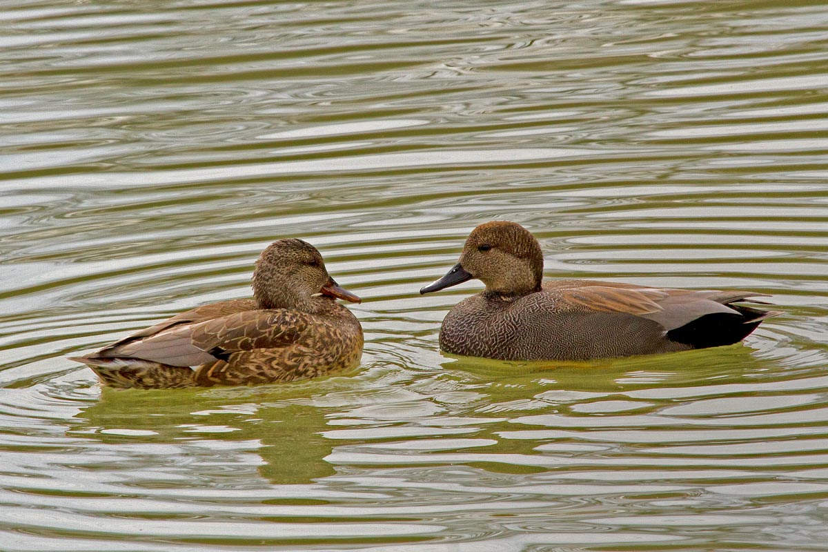 Balancing Act – Prairie Research Institute