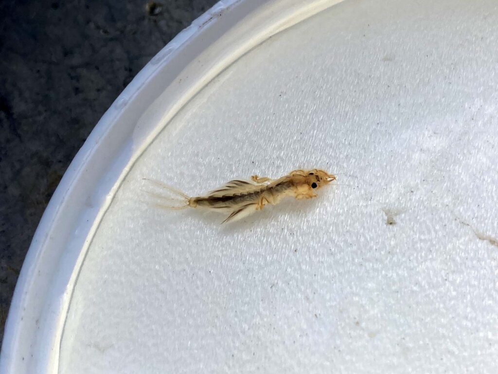 Examining Contaminants - Prairie Research Institute