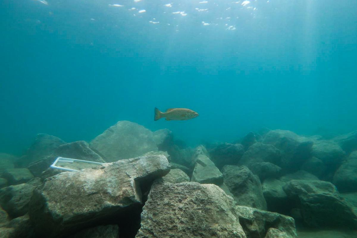 Hidden Dangers – Prairie Research Institute